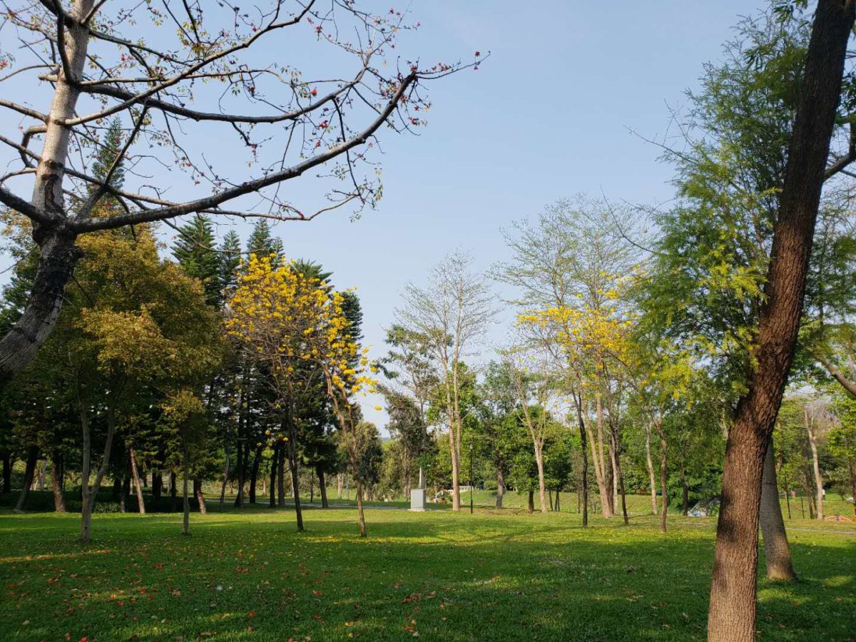 Shenzhen Central Park