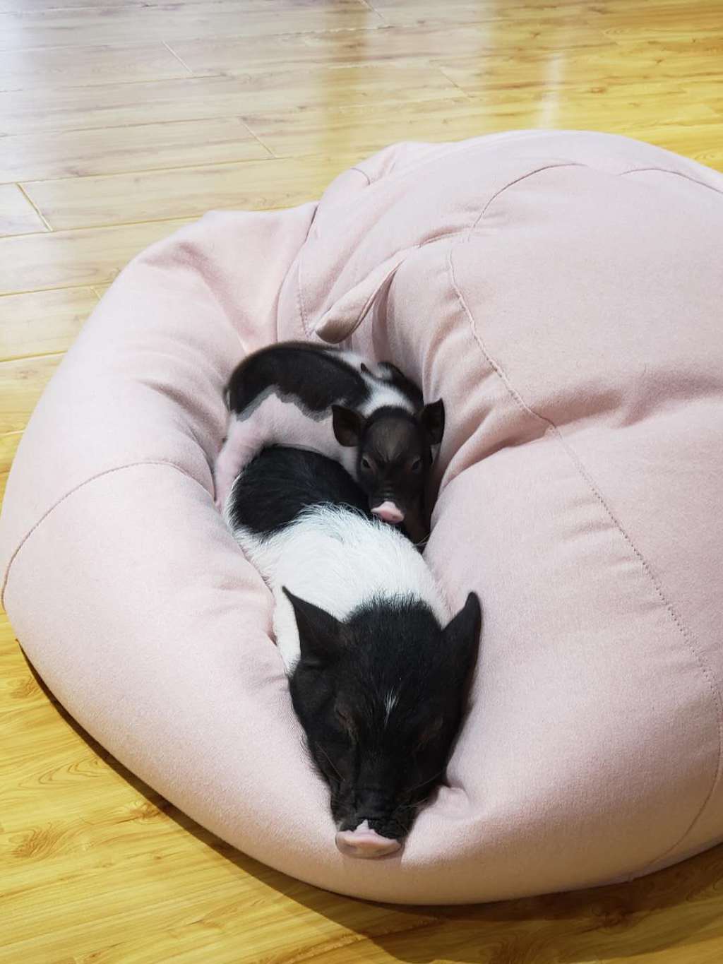 Cute Pig Cafe in Shenzhen