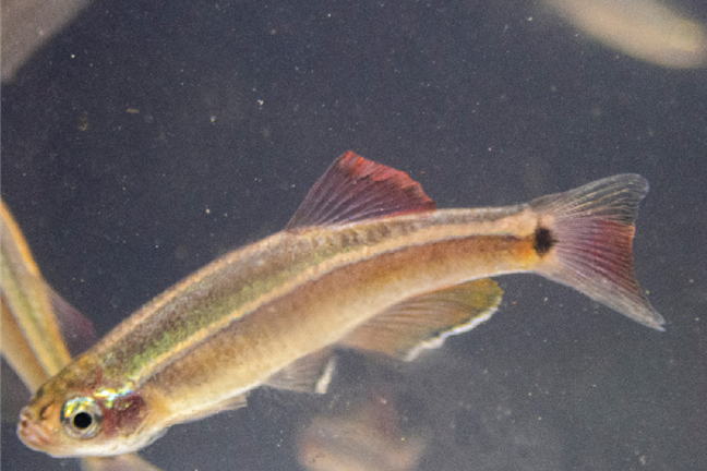 Dapeng records 21 national protected animals, plants - Now Shenzhen