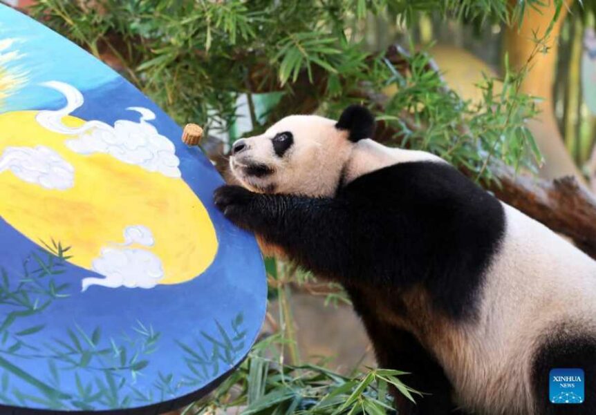 Giant Panda Triplets Enjoy Special 'Mooncakes' on Mid-Autumn Festival ...